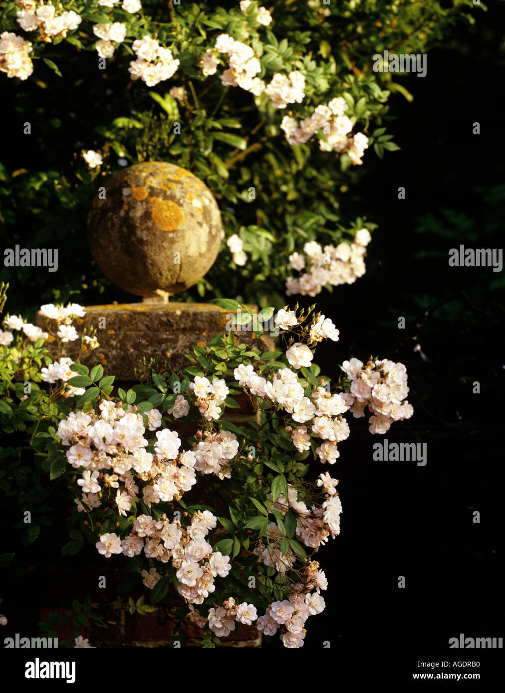 Kiftsgate rose hi-res stock photography and images - Alamy