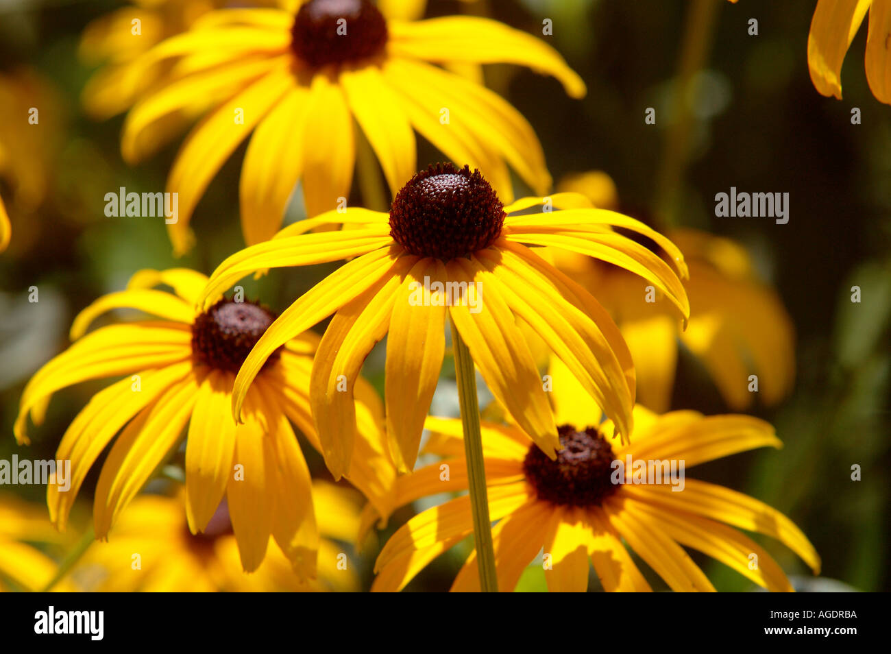 black eye susan yellow flower floural wild flower summer flower Stock ...