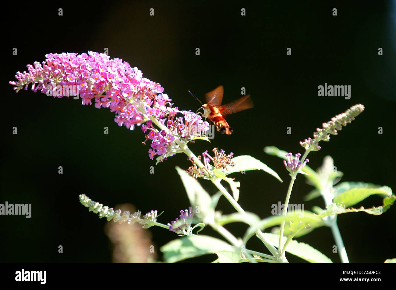 purple flower flower floral summer flower hummingbird moth moth bug ...