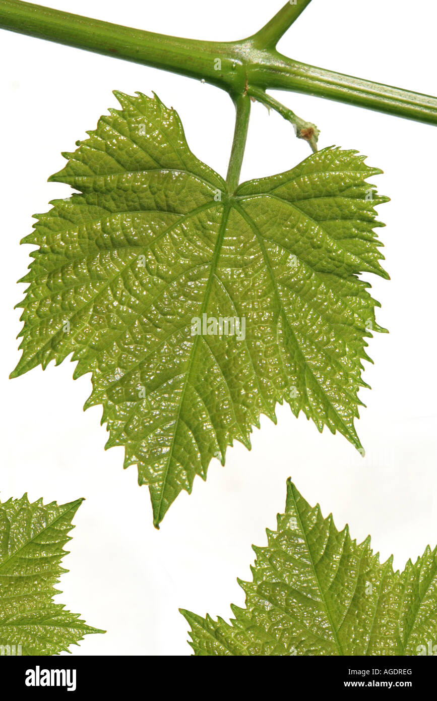grape leave green isolated on white background Stock Photo - Alamy