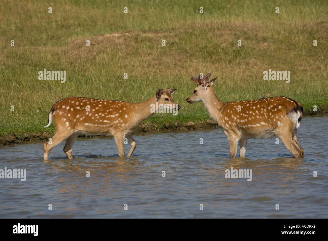 The chital or cheetal, also known as the spotted deer, or Axis Deer ...