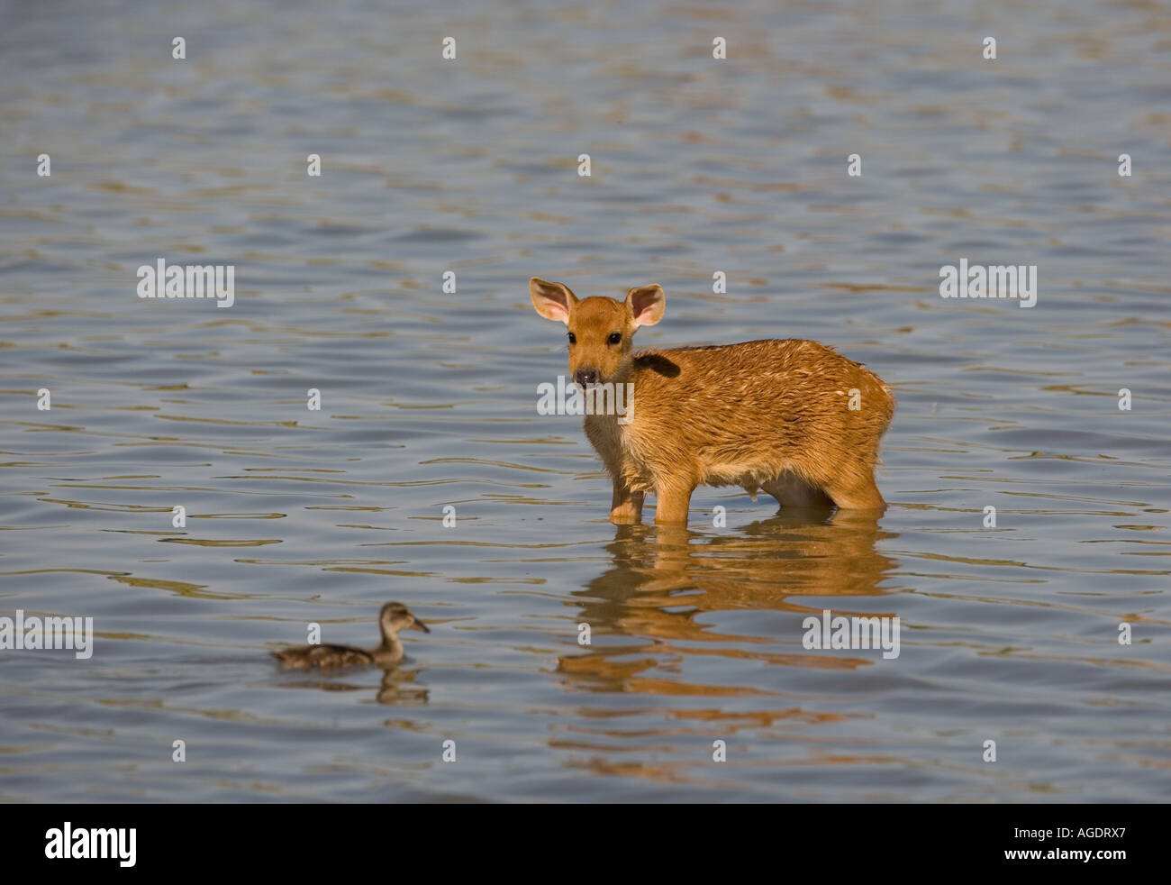 Female barasingha hi-res stock photography and images - Alamy