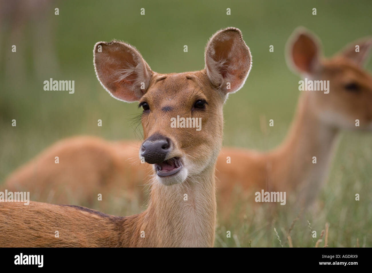Female Barasingha Cervus duvaucelii Stock Photo - Alamy