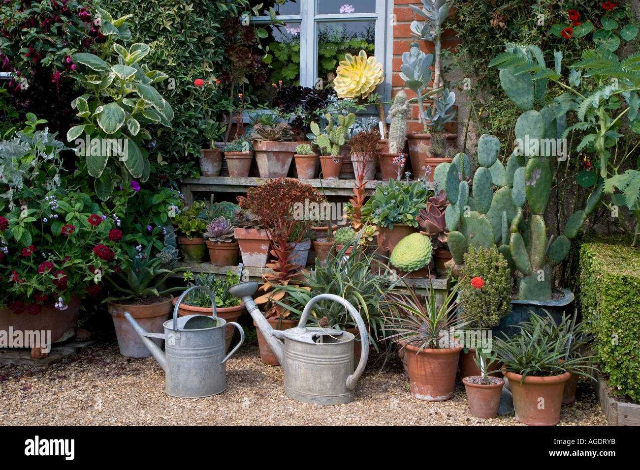 Cacti Collection East Ruston Norfolk UK Stock Photo - Alamy