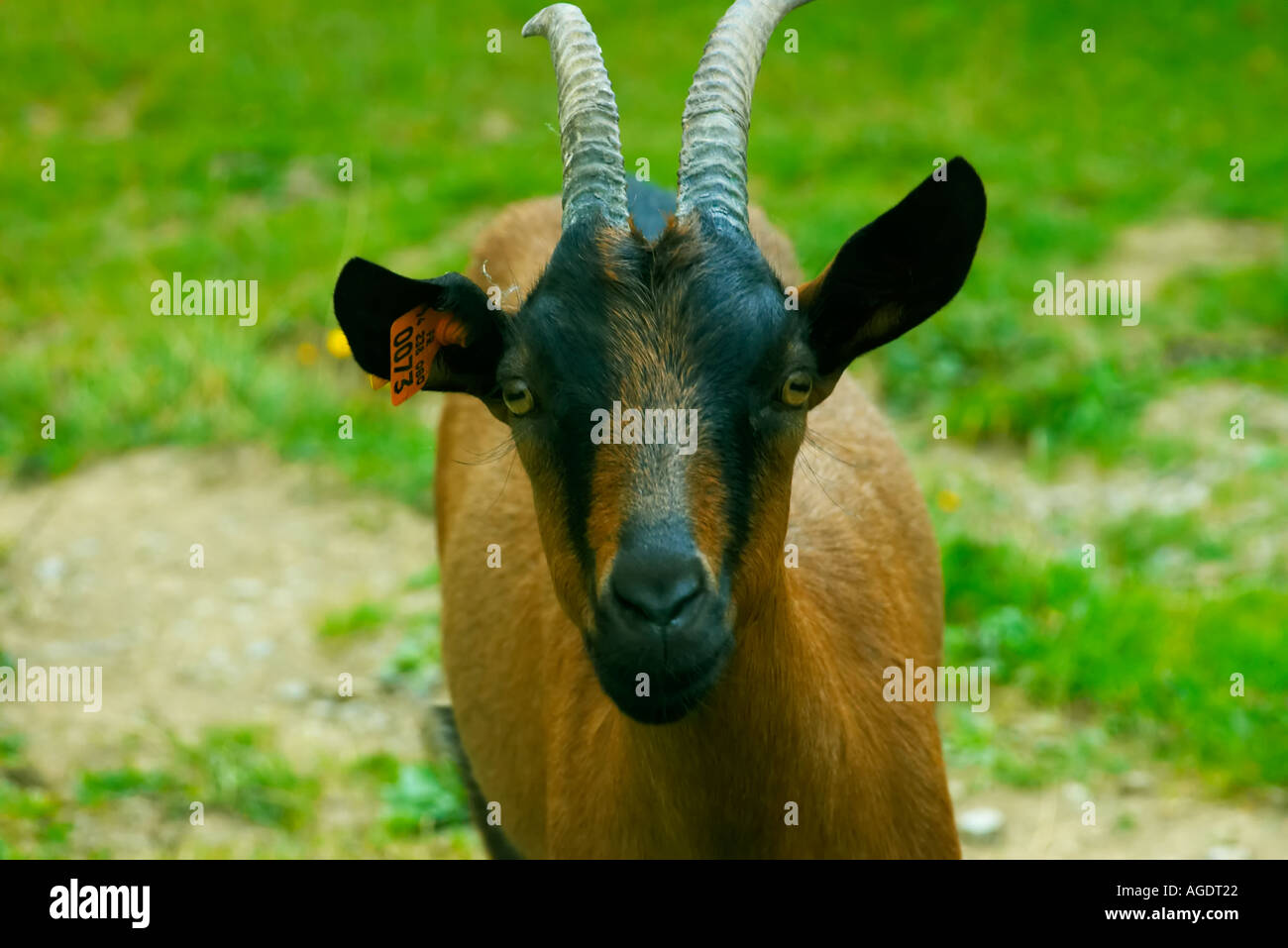 Alpine goat hillside hi-res stock photography and images - Alamy