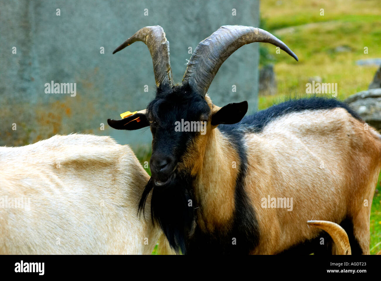 French Alpine Goats