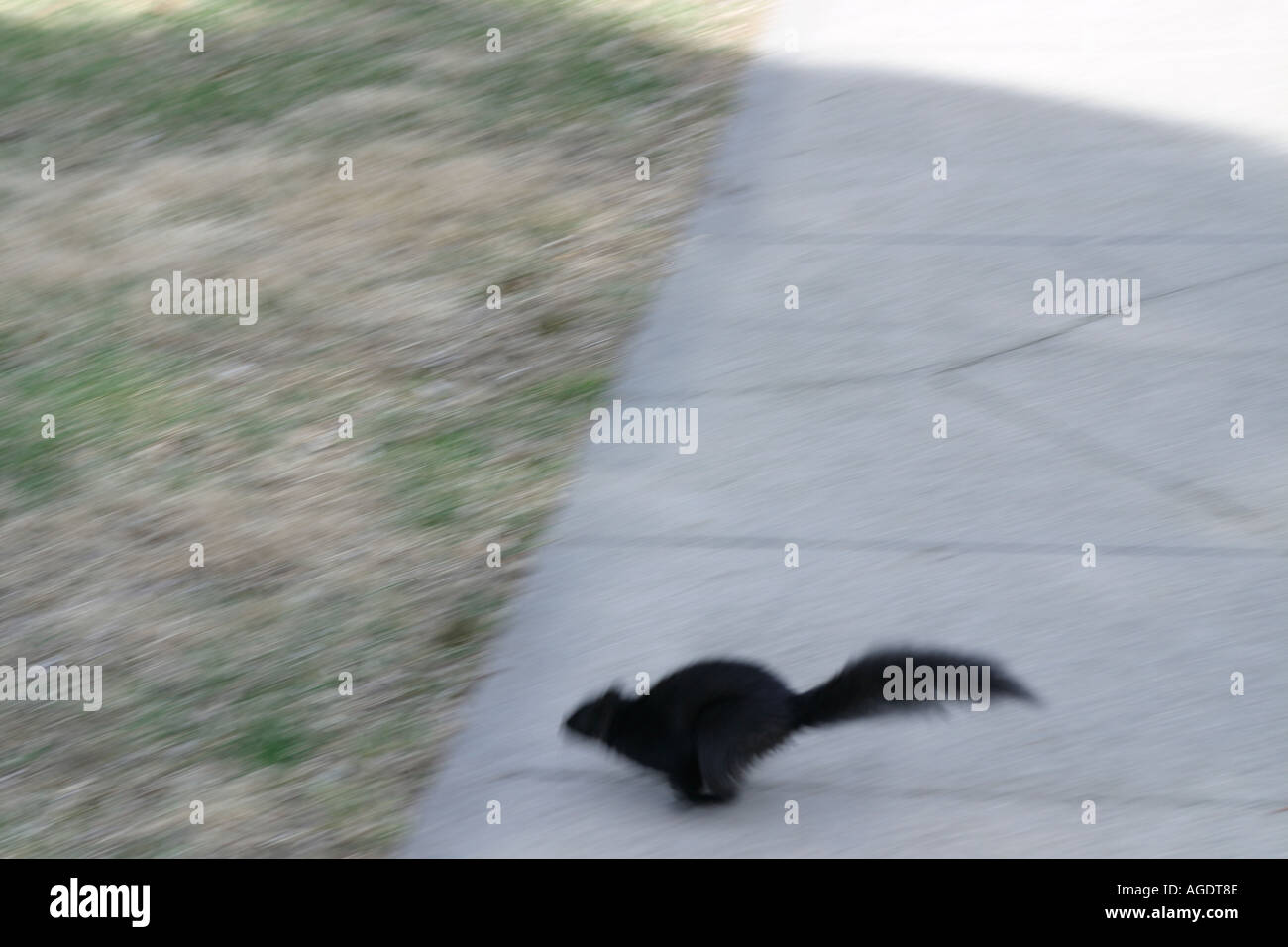 Scampering hi-res stock photography and images - Alamy