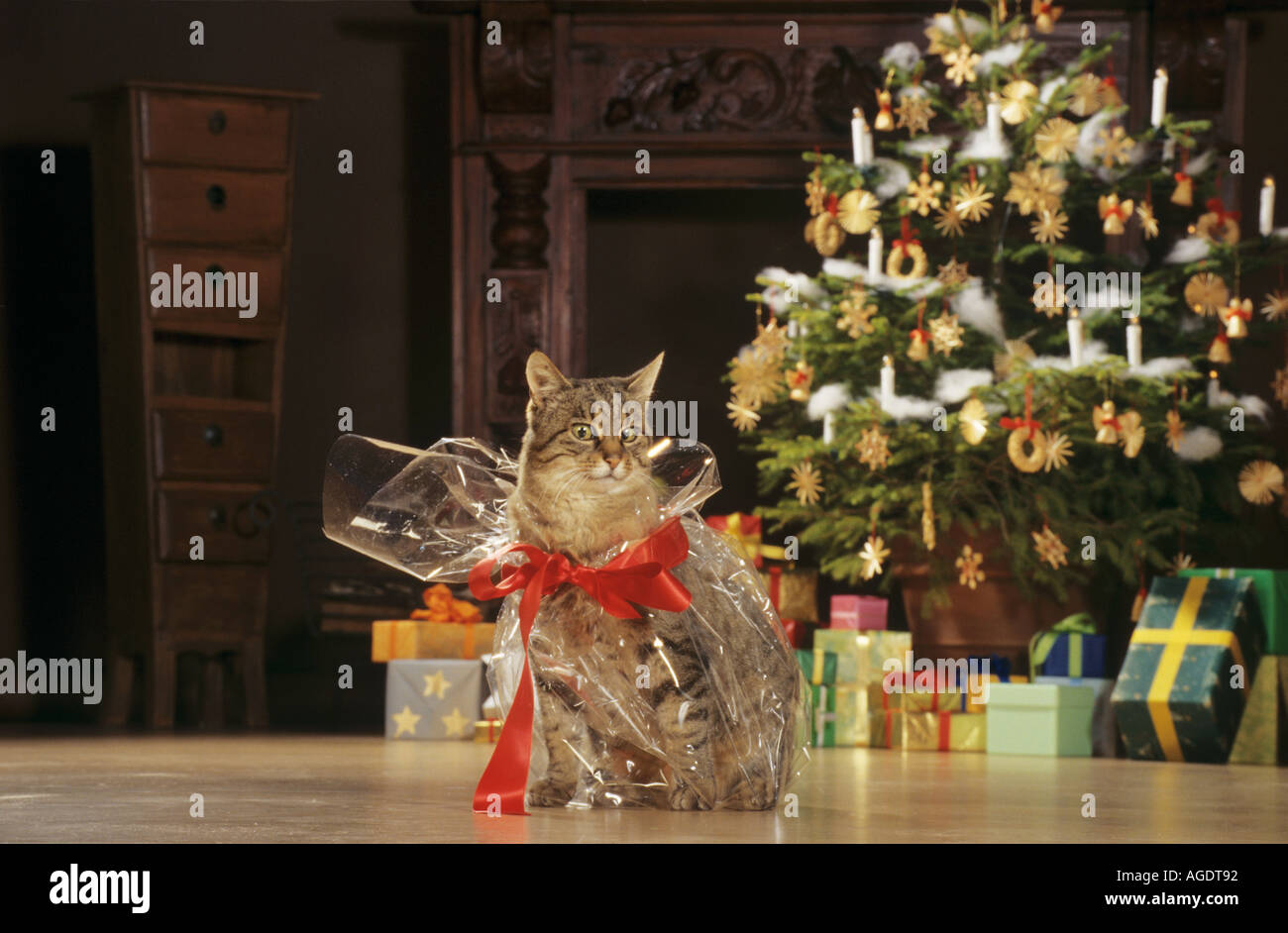 domestic cat as christmas present Stock Photo - Alamy