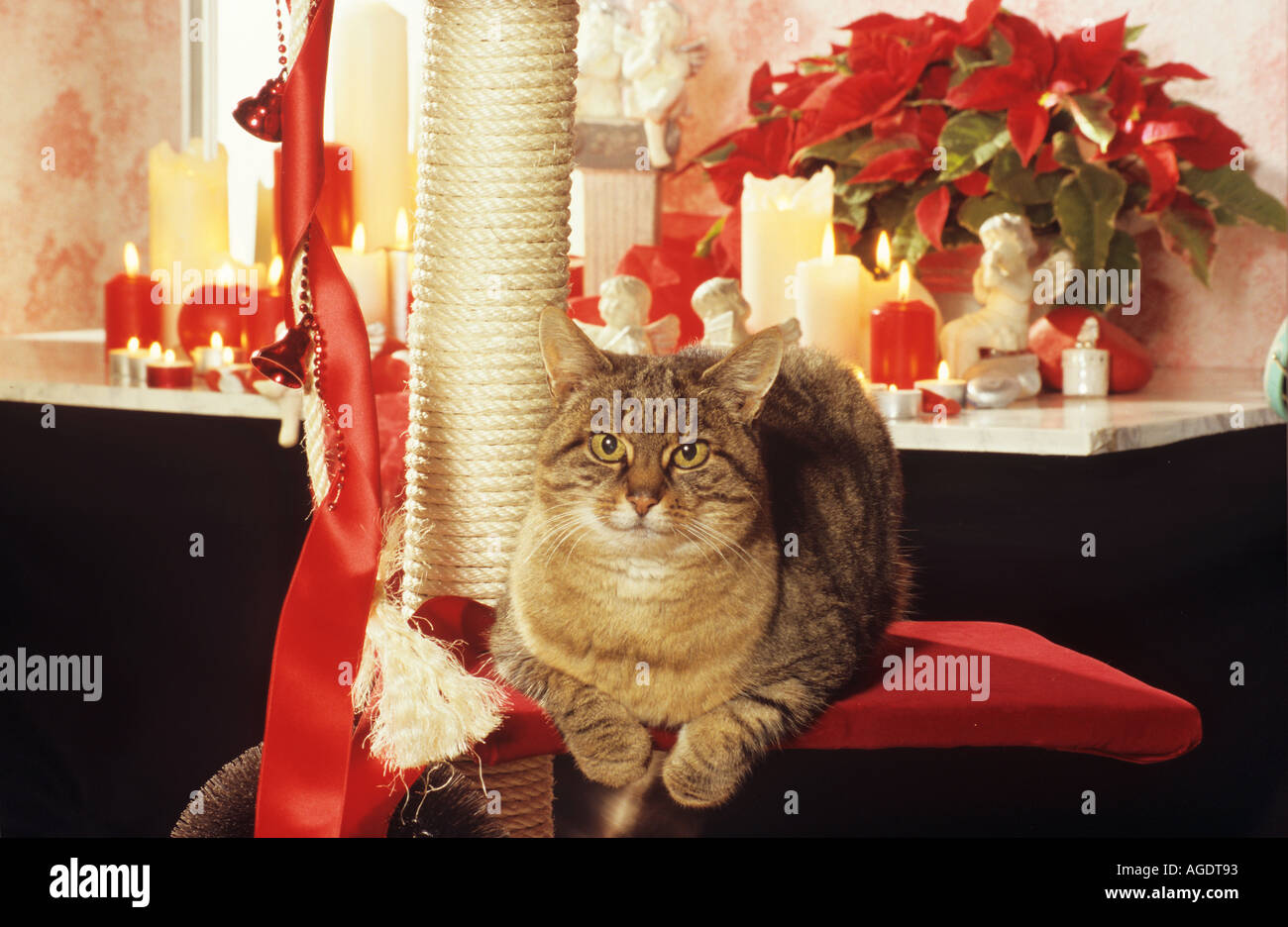 domestic cat on scratching post - christmas Stock Photo - Alamy