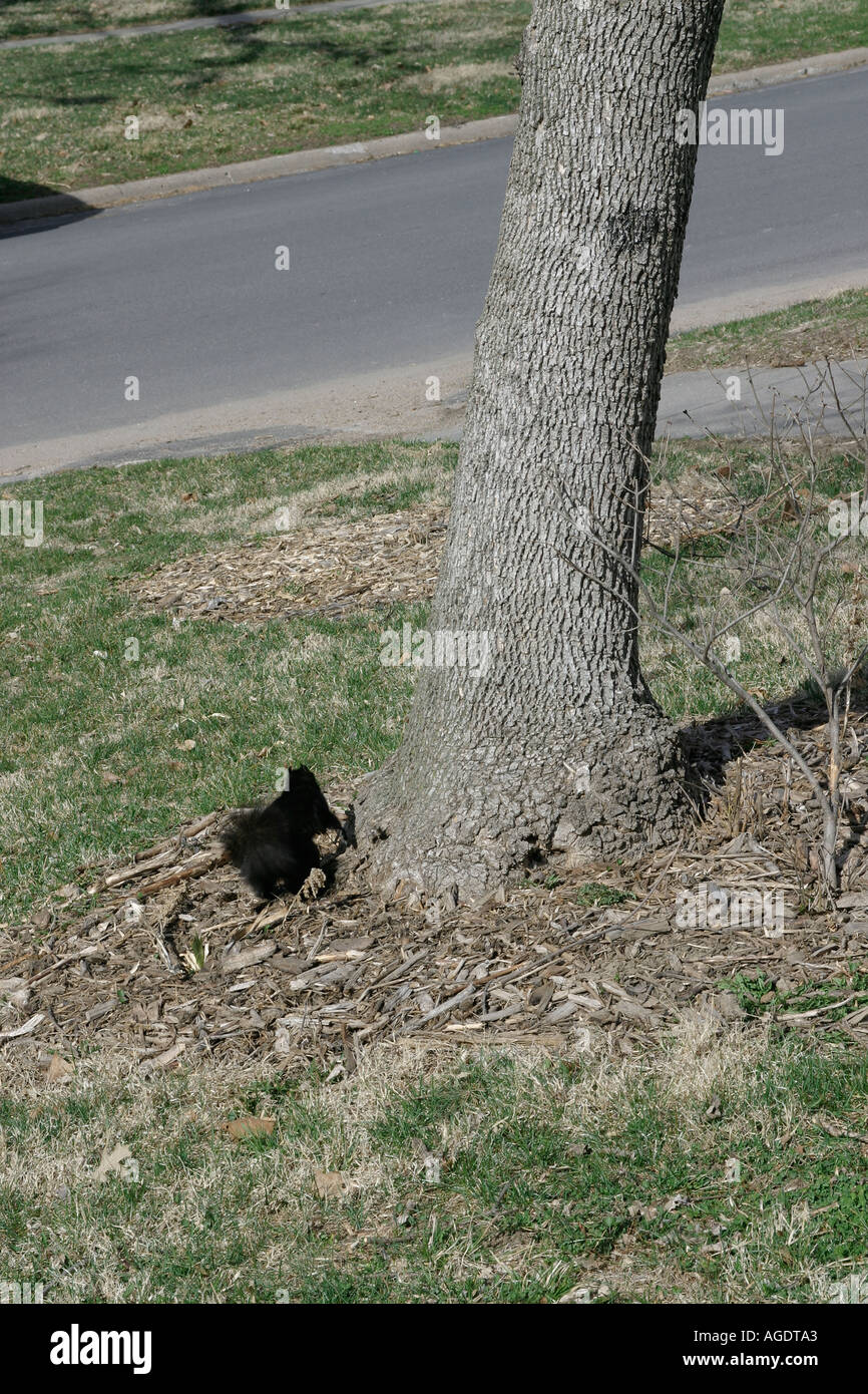 Scampering Squirrel High Resolution Stock Photography and Images - Alamy