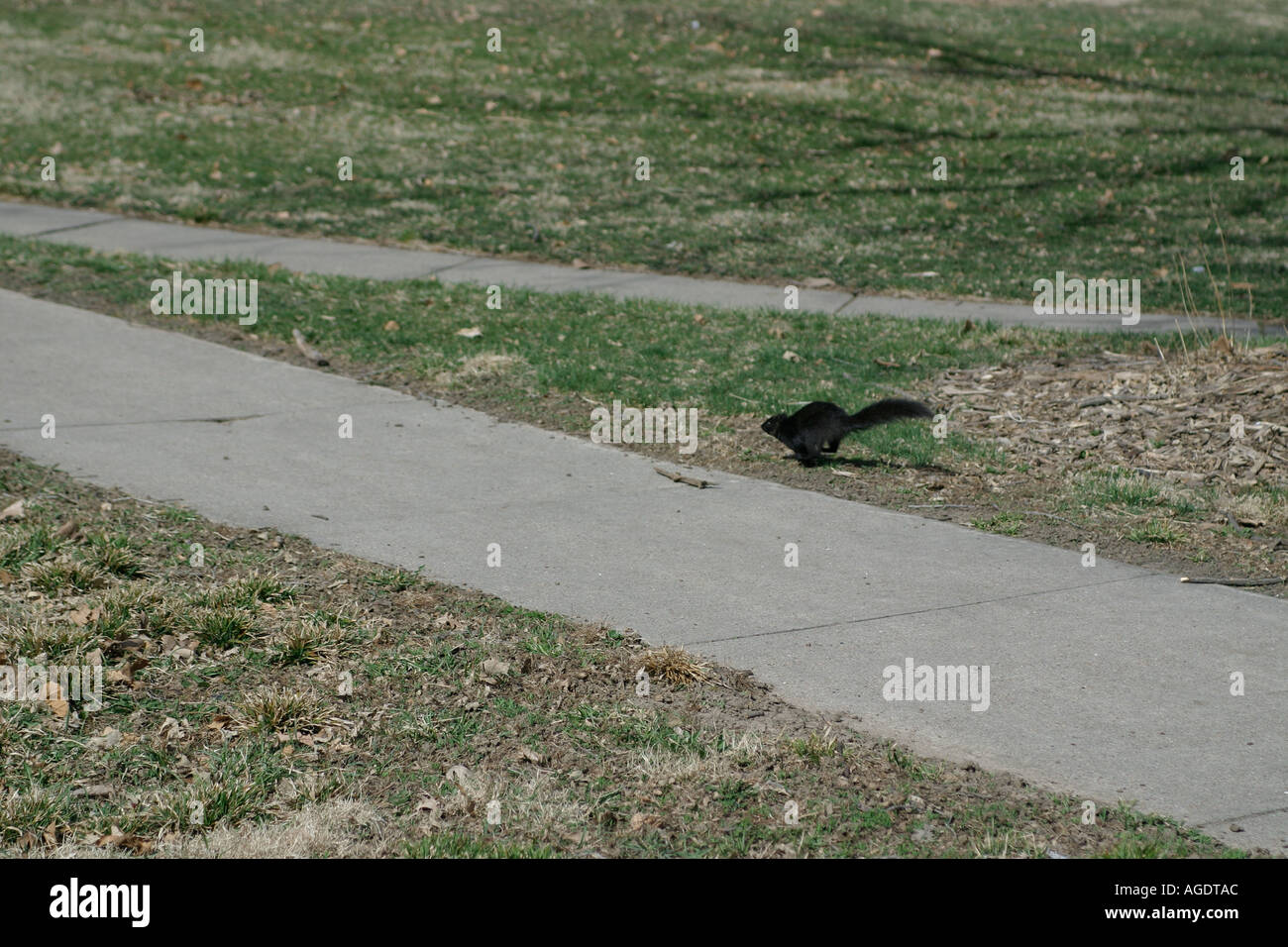 run black squirrel Stock Photo - Alamy