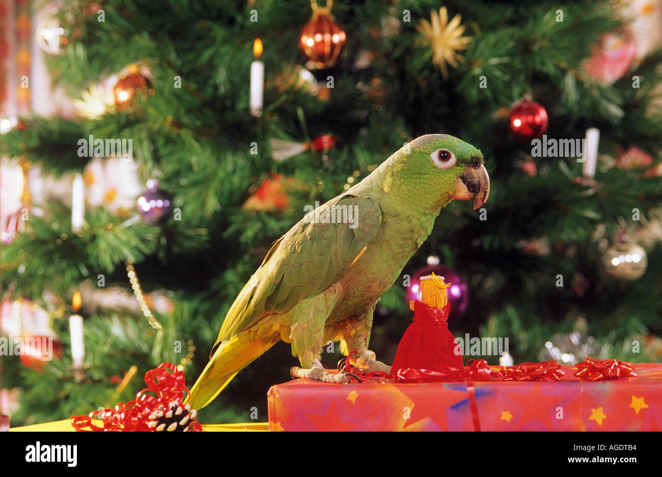 Blue-fronted Amazon (Amazona aestiva). Adult in front of a Christmas ...