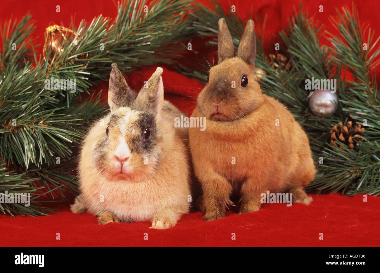 two dwarf rabbits - christmas Stock Photo - Alamy