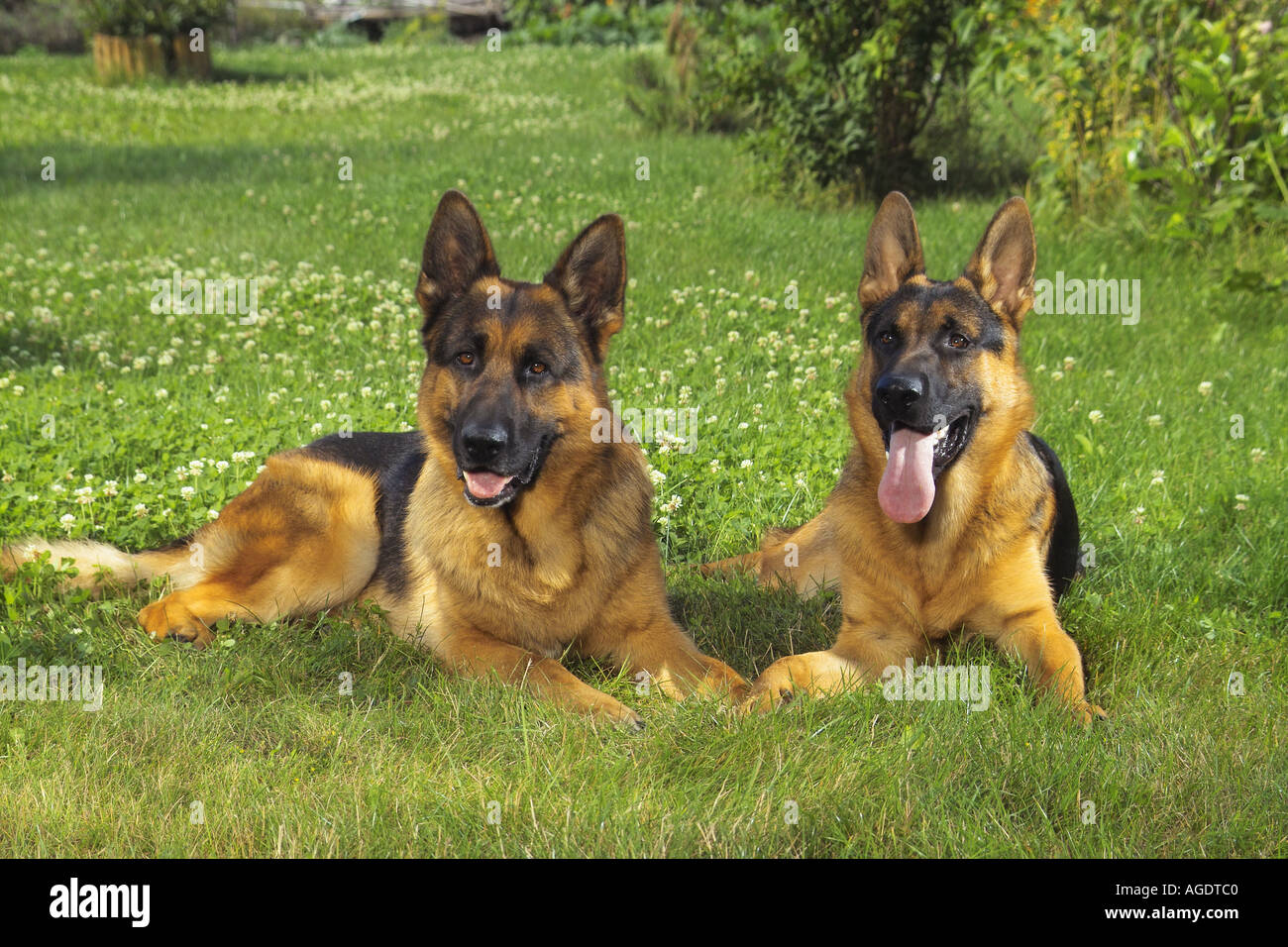 Two lying shepherds hi-res stock photography and images - Alamy
