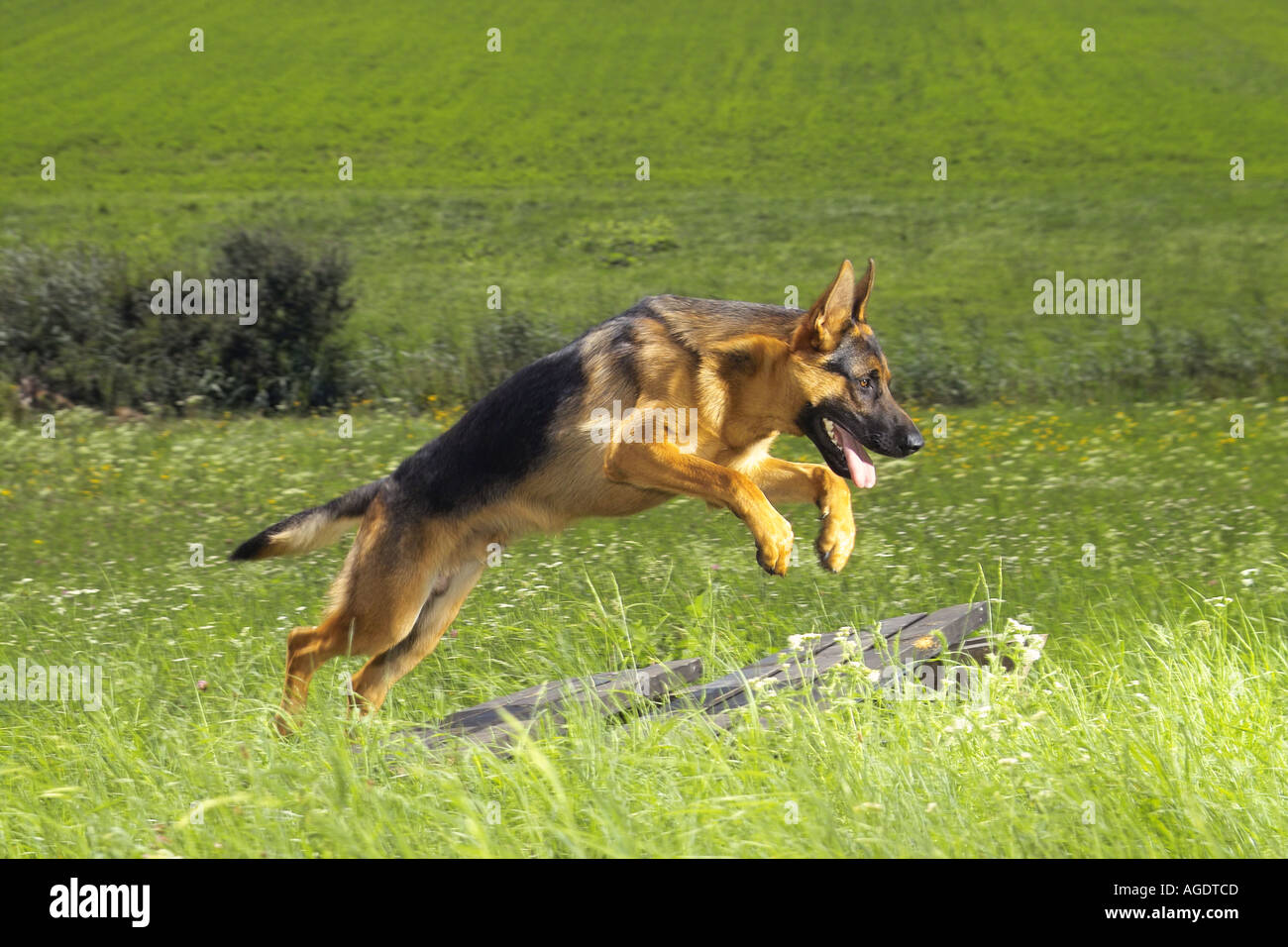 German shepherds hi-res stock photography and images - Alamy