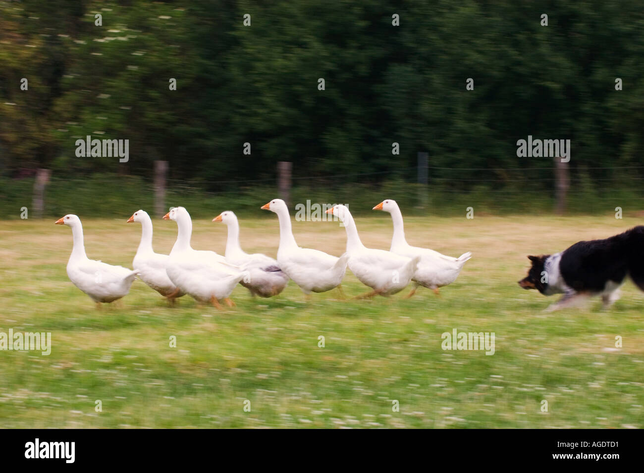 Border Collie dog - watching geese Stock Photo - Alamy