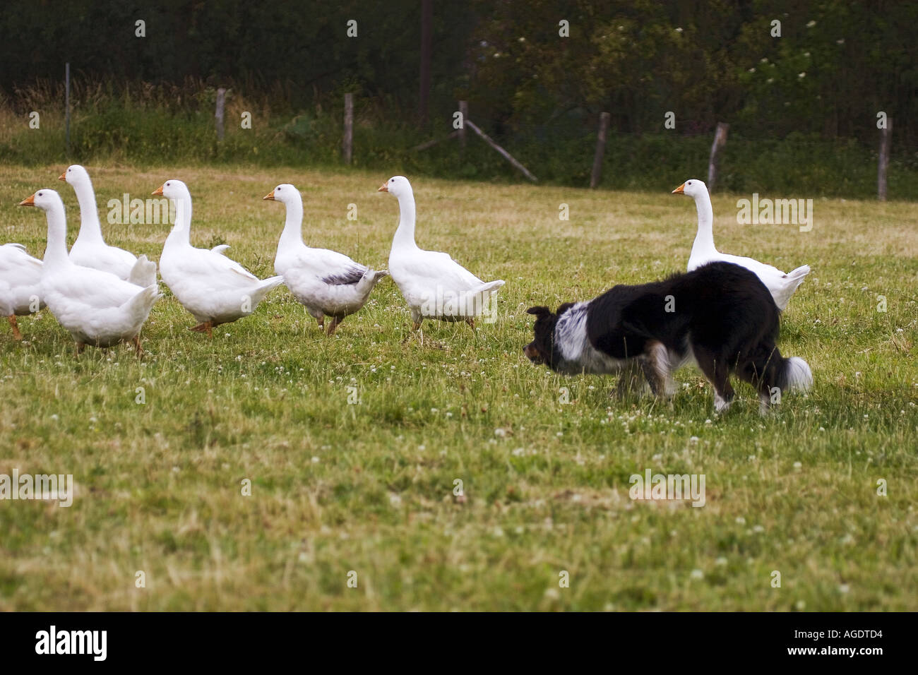 Dog goose geese herding collie hi-res stock photography and images - Alamy