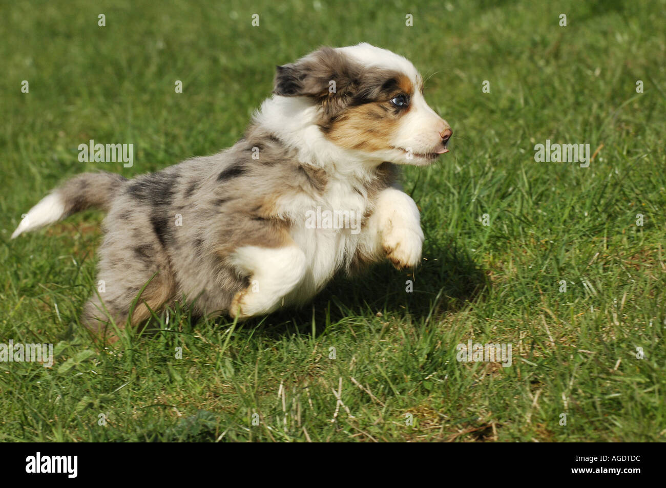 Australian Shepherd dog - puppy running on meadow Stock Photo - Alamy
