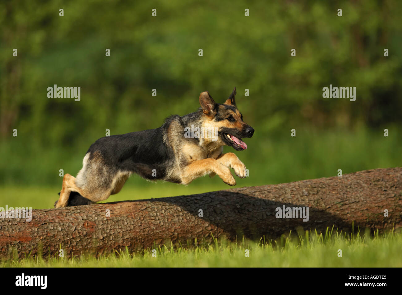 German shepherd dog - jumping over tree trunk Stock Photo - Alamy German shepherd dog - jumping over tree trunk Stock Photo - Alamy