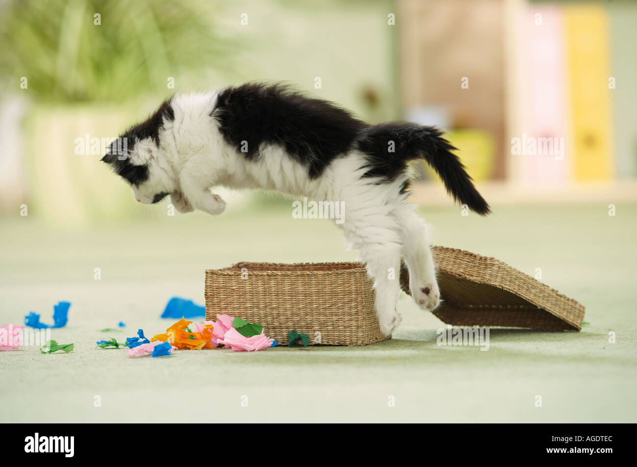 Maine Coon cat - kitten jumping over basket Stock Photo - Alamy