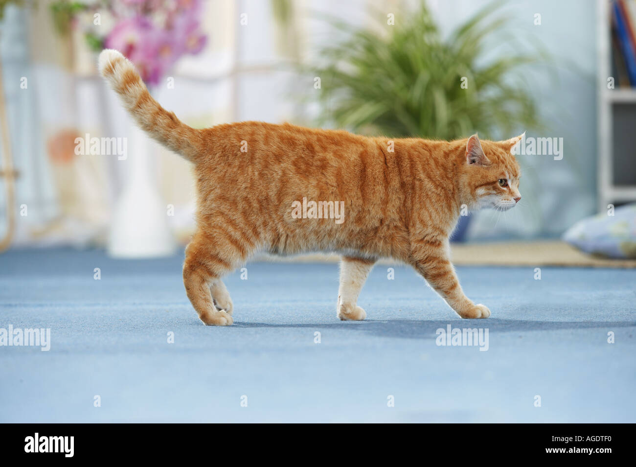 domestic cat - walking Stock Photo - Alamy