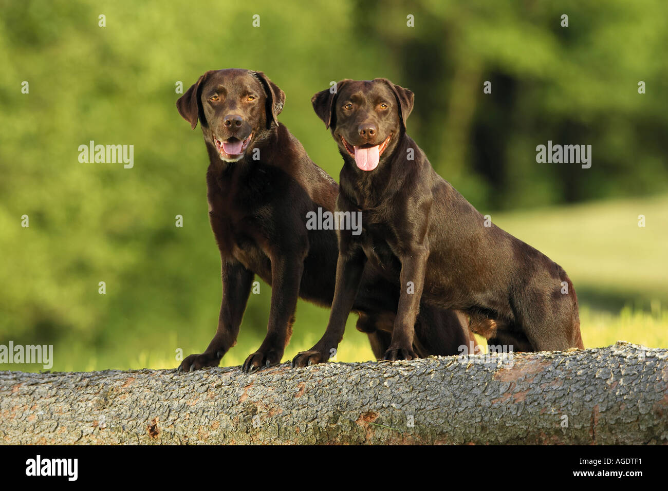 Dogs are two hi-res stock photography and images - Alamy