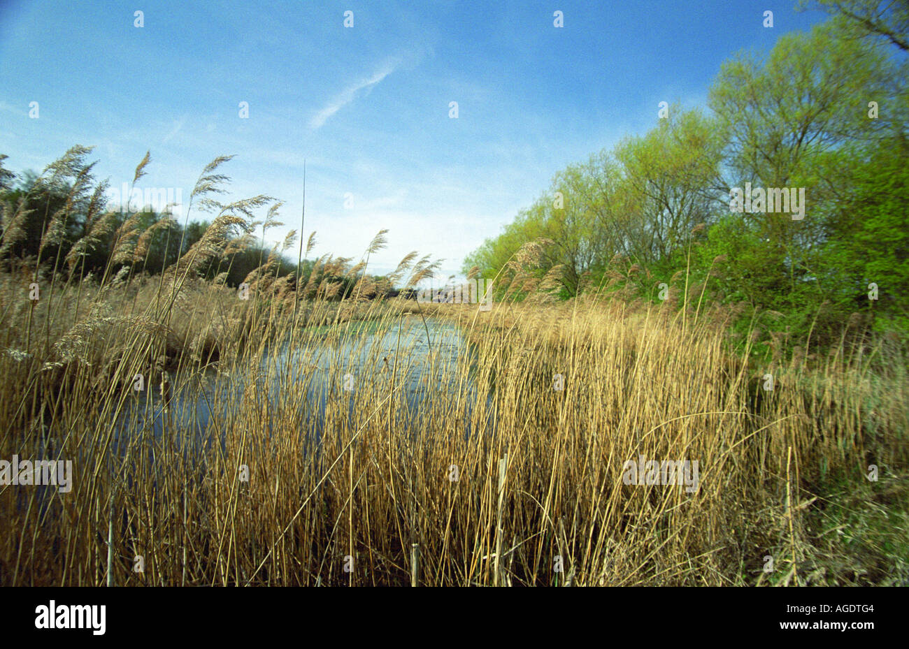 Wetland Nature Reserve, Sankey Valley Park, Warrington, England Stock ...