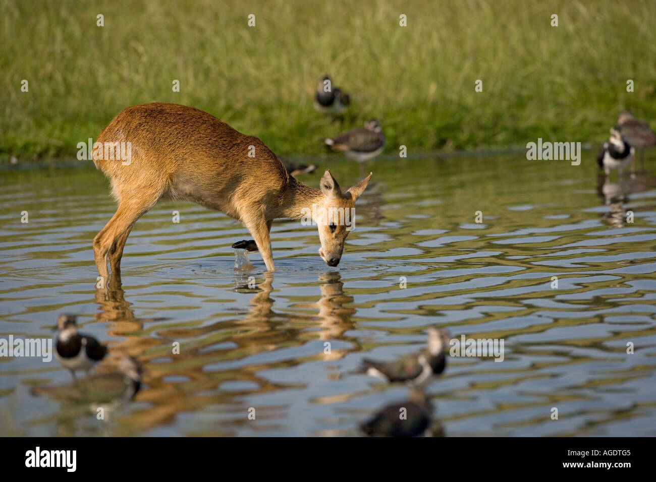 Chinese Water Deer Hydropotes inermis Drinking Stock Photo - Alamy