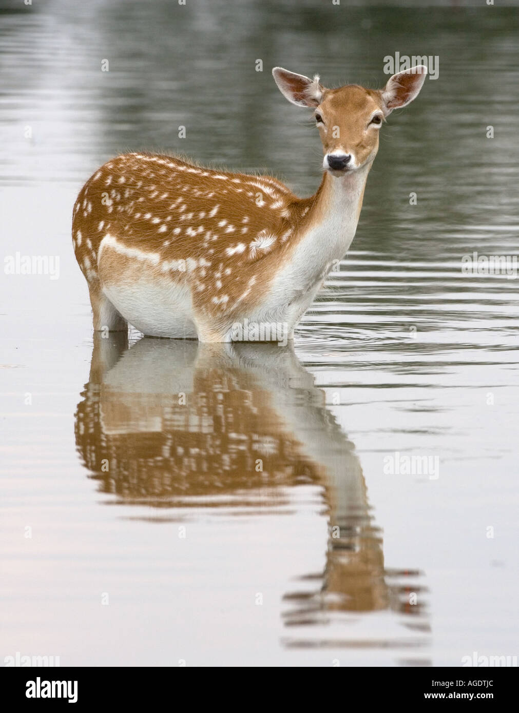 Large doe hi-res stock photography and images - Alamy