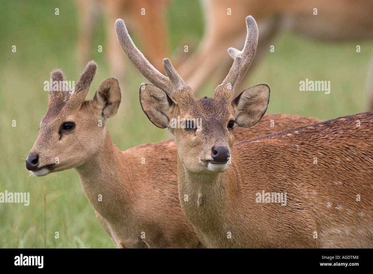 Indian Hog Deer Cervus porcinus in Velvet Stock Photo - Alamy