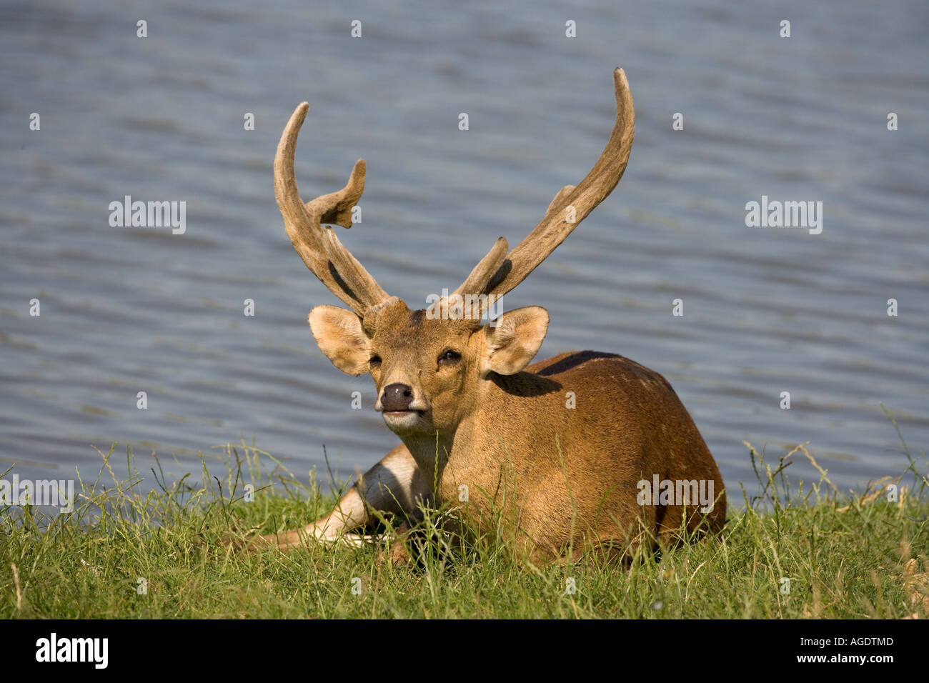 Hog Deer Cervus porcinus in Velvet Stock Photo - Alamy