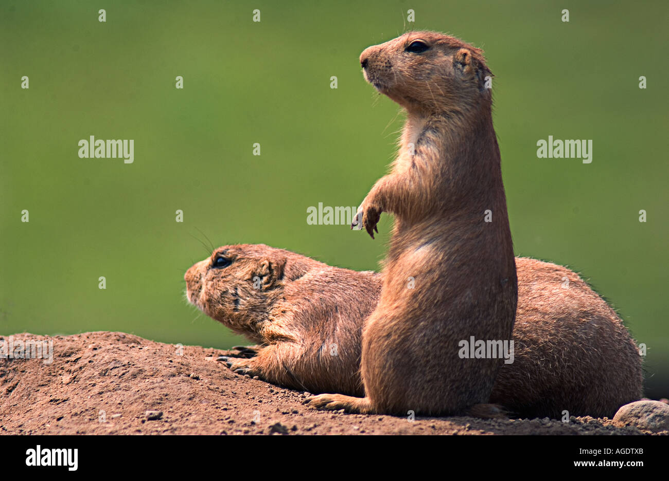 Two burrowing dogs earth dog hi-res stock photography and images - Alamy