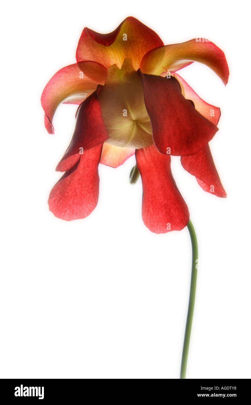 Closeup of a red pitcher plant flower Stock Photo - Alamy