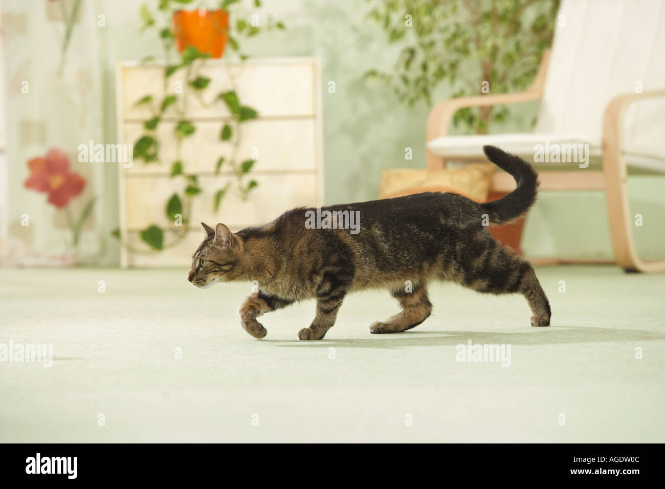 domestic cat - walking Stock Photo - Alamy