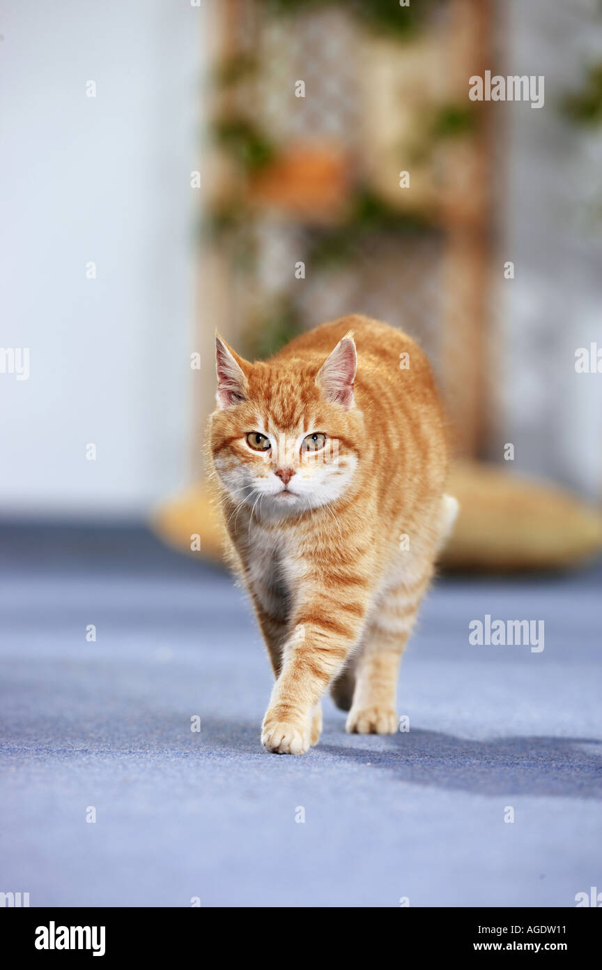 domestic cat - walking Stock Photo - Alamy