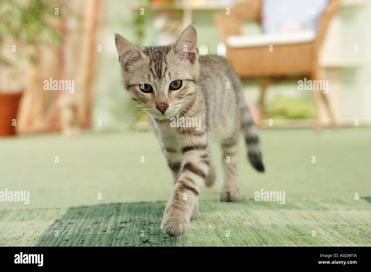 domestic cat - kitten walking Stock Photo - Alamy
