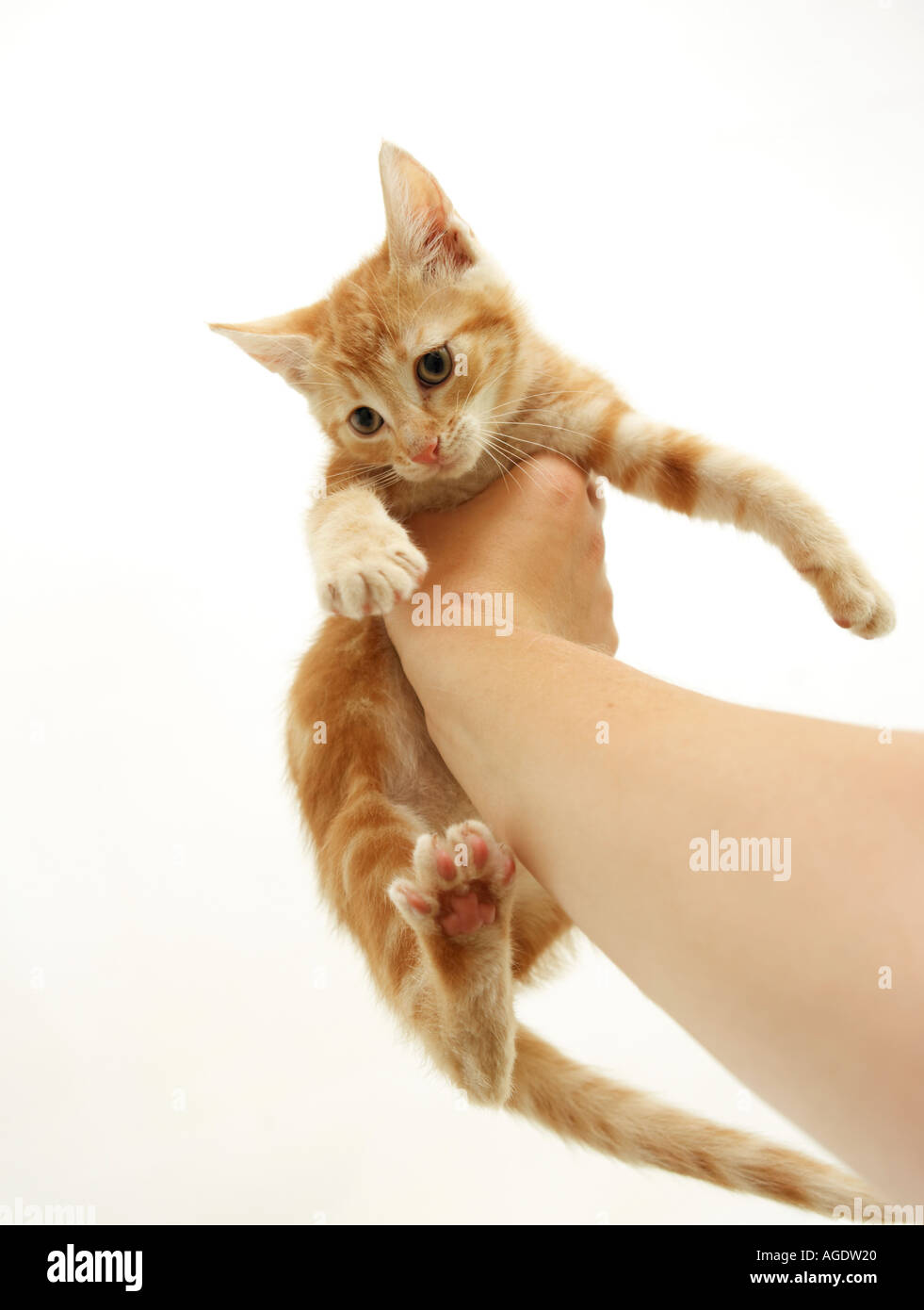 domestic cat - kitten being held Stock Photo - Alamy