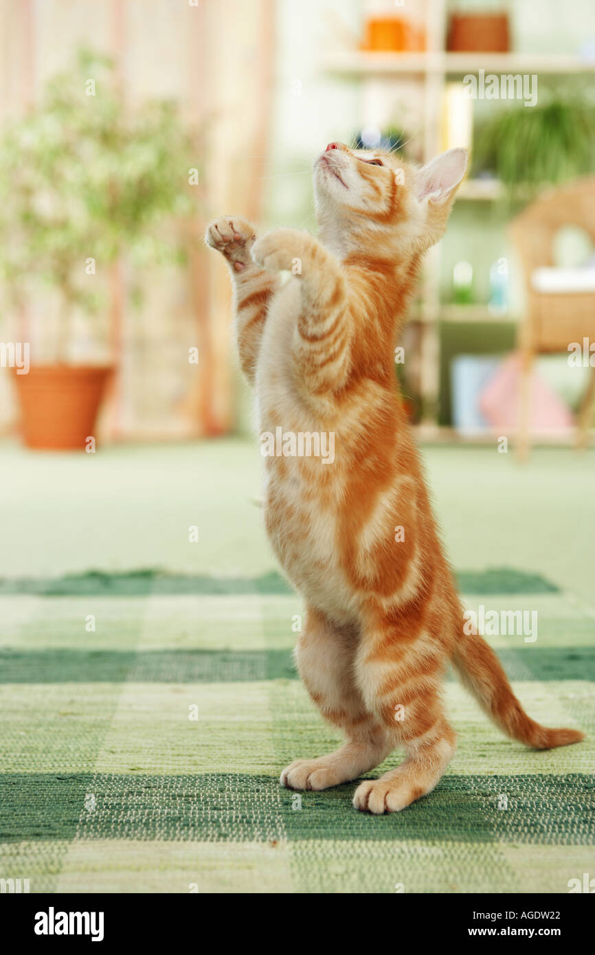 Cat standing on hind legs hi-res stock photography and images - Alamy