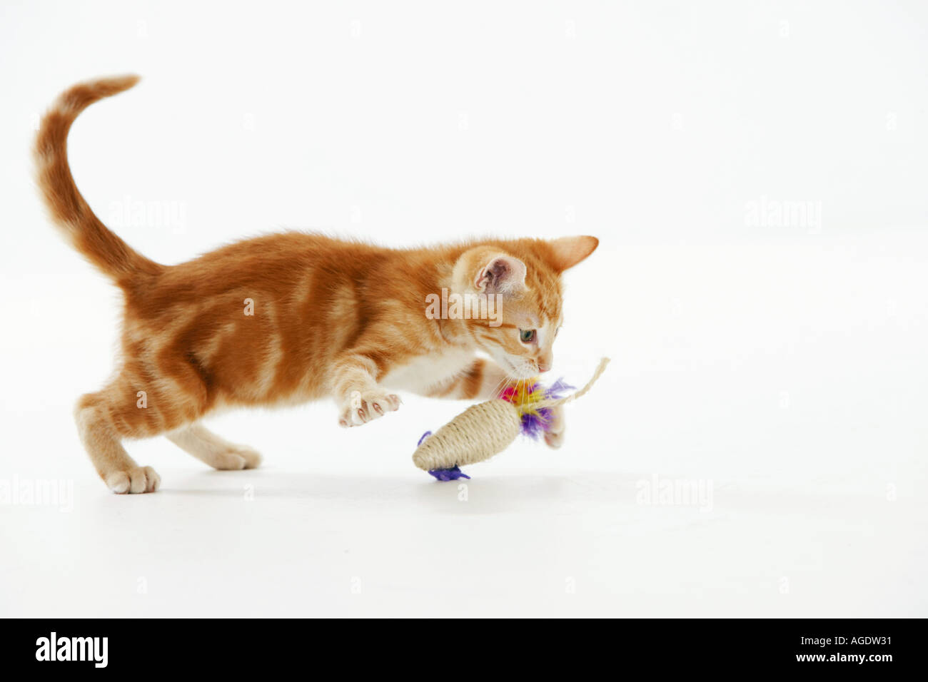 Cat playing toy jumping hi-res stock photography and images - Alamy