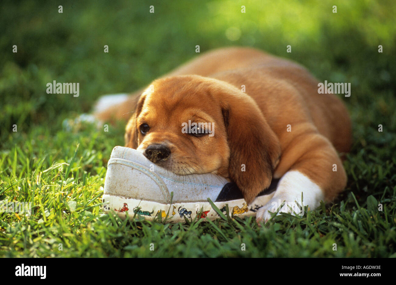 Chawing hi-res stock photography and images - Alamy