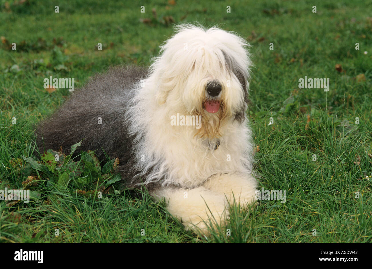 Bobtail - lying on meadow Stock Photo - Alamy