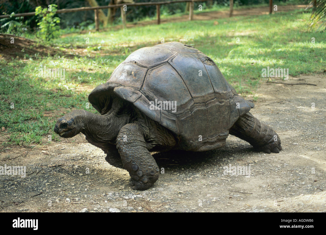 Giant Tortoise at the Bamburi Nature Reserve Kenya Stock Photo - Alamy