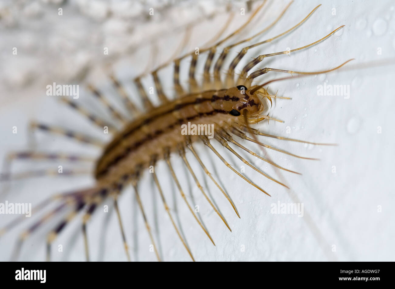 Macro of a house centipede Scutigera coleoptrata Stock Photo - Alamy