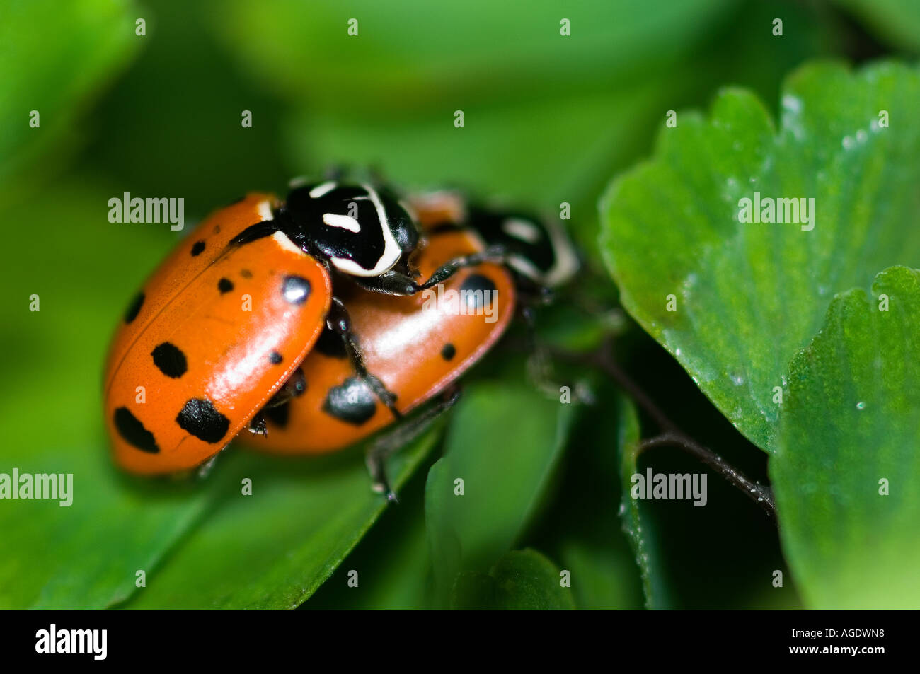 Mating ladybird beetles hi-res stock photography and images - Alamy