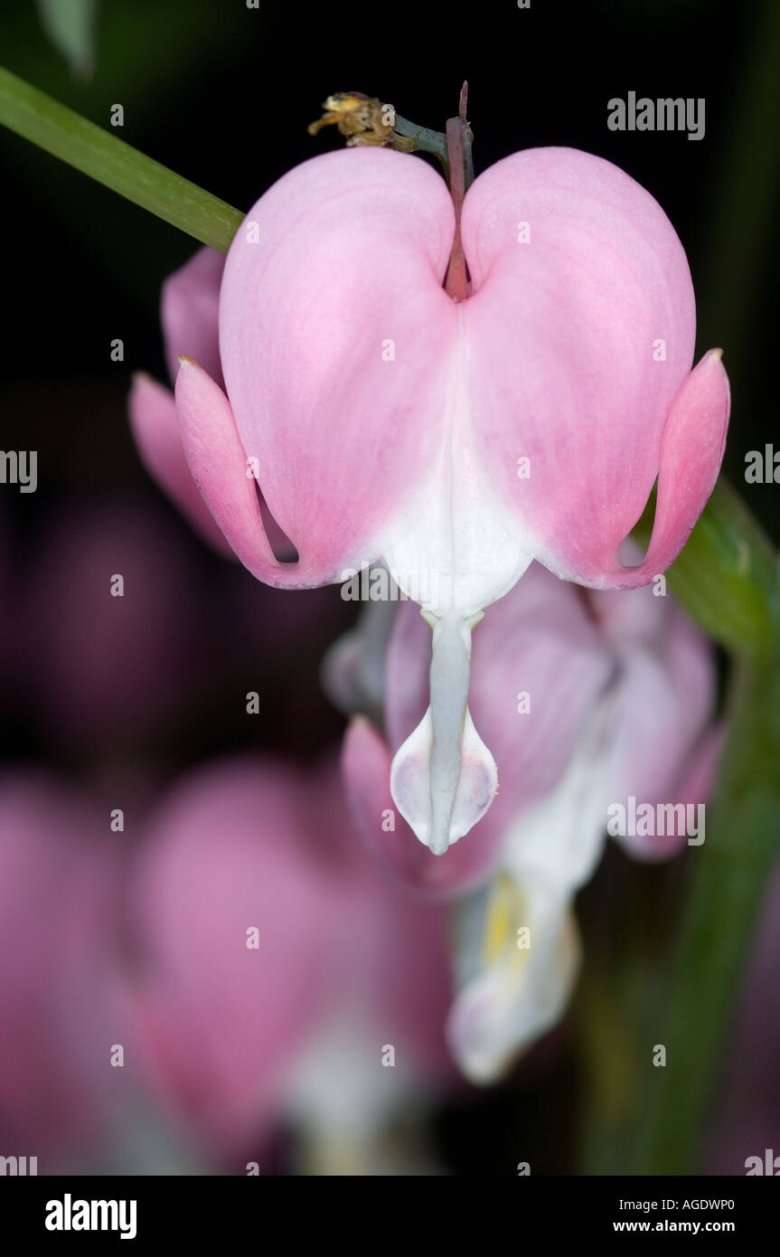Closeup of a bleeding heart flower Dicentra spectabilis Gold heart ...