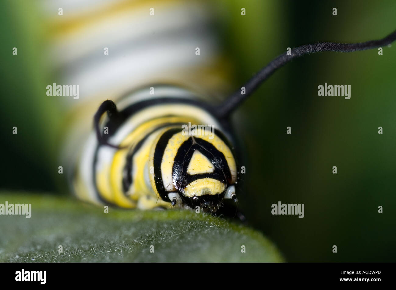 CLoseup of a monarch butterfly caterpillar Stock Photo - Alamy