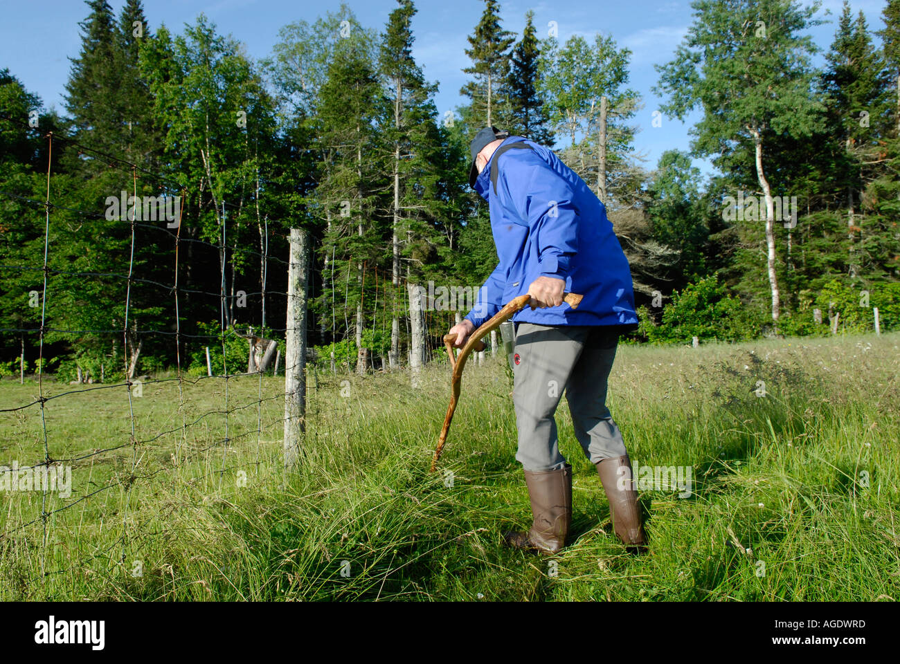 Stock image of a man hand mowing a hay field with a scythe Stock Photo ...