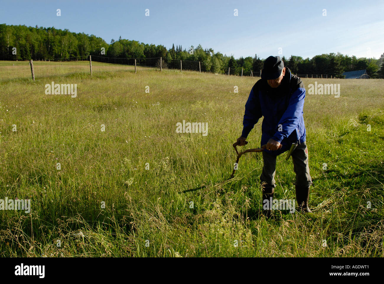 Stock image of a man hand mowing a hay field with a scythe Stock Photo ...