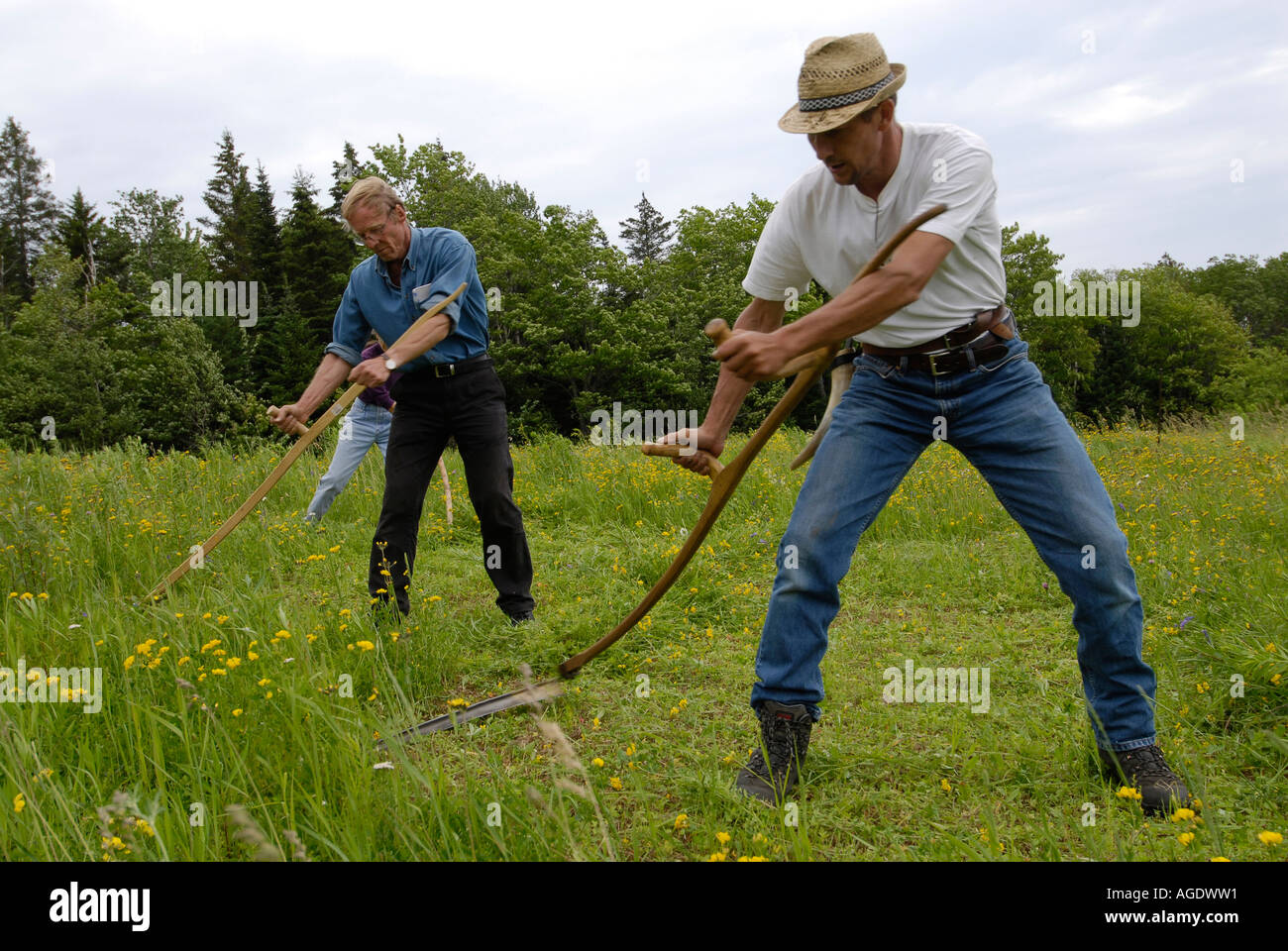 Stock image of a man hand mowing a hay field with a scythe Stock Photo ...