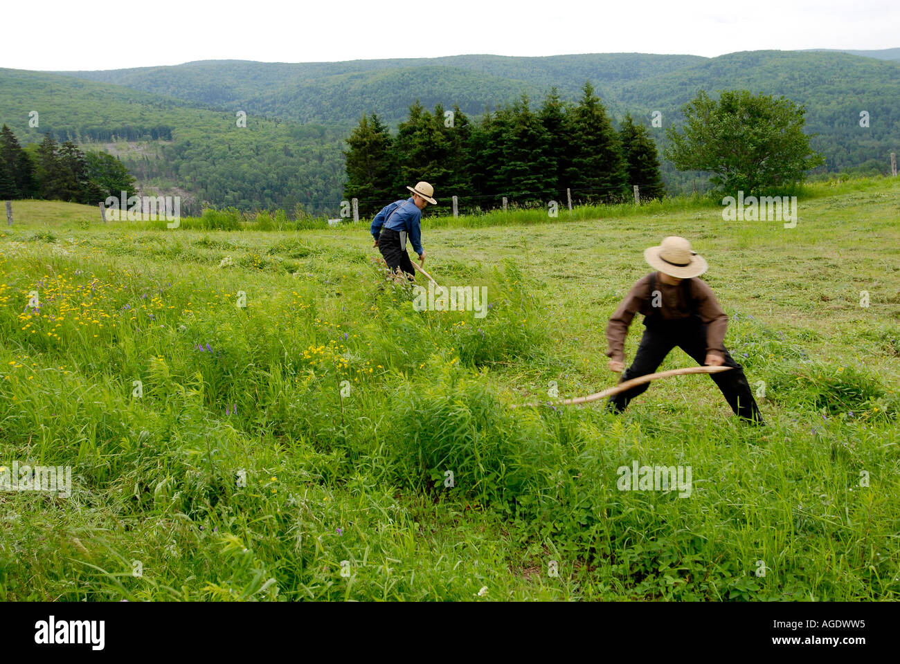 Stock image of young Mennonite children hand mowing or scything a hay ...